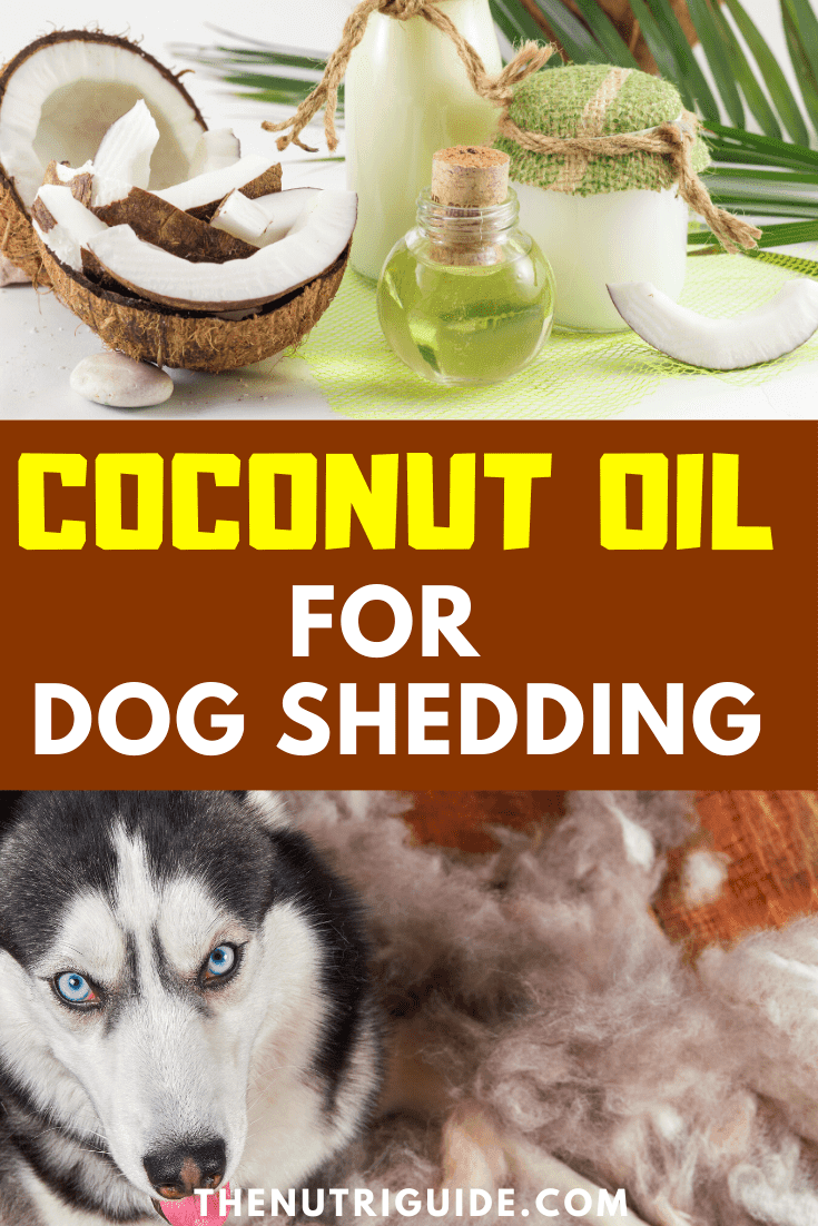 Is Coconut Oil Good For Dogs Shedding